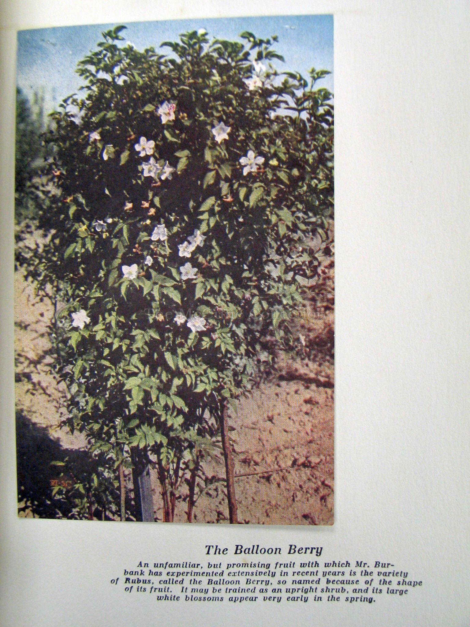 Luther Burbank. His Methods and Discoveries. Vol. VI. • The McCune ...